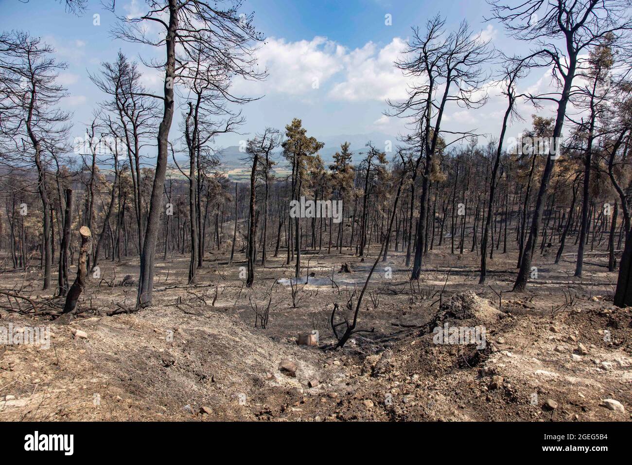 Evia Island, Greece. 19th Aug, 2021. View of burnt pine tree forest on ...