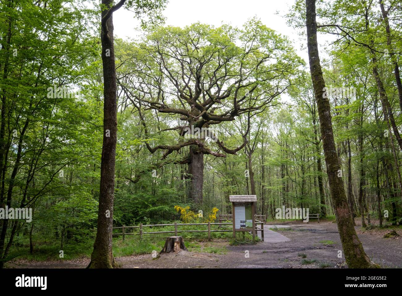 Paimpont (Brittany, north western France): oak tree “chene des Hindres ...