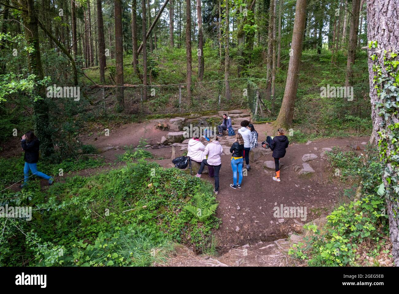 Broceliande Forest, Paimpont Forest (Brittany, north western France ...