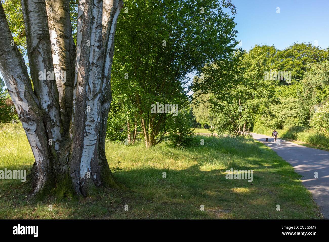 Old birch trees in a beautiful park in Dortmund Buschmühle, Germany ...