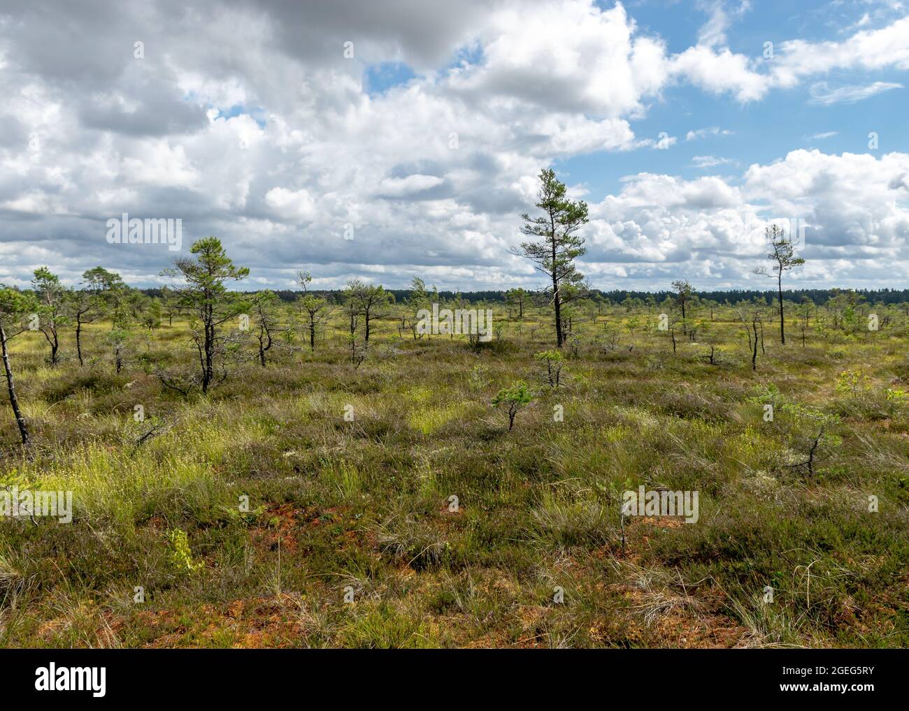 summer landscape from the bog, bog after rain, dark storm clouds ...