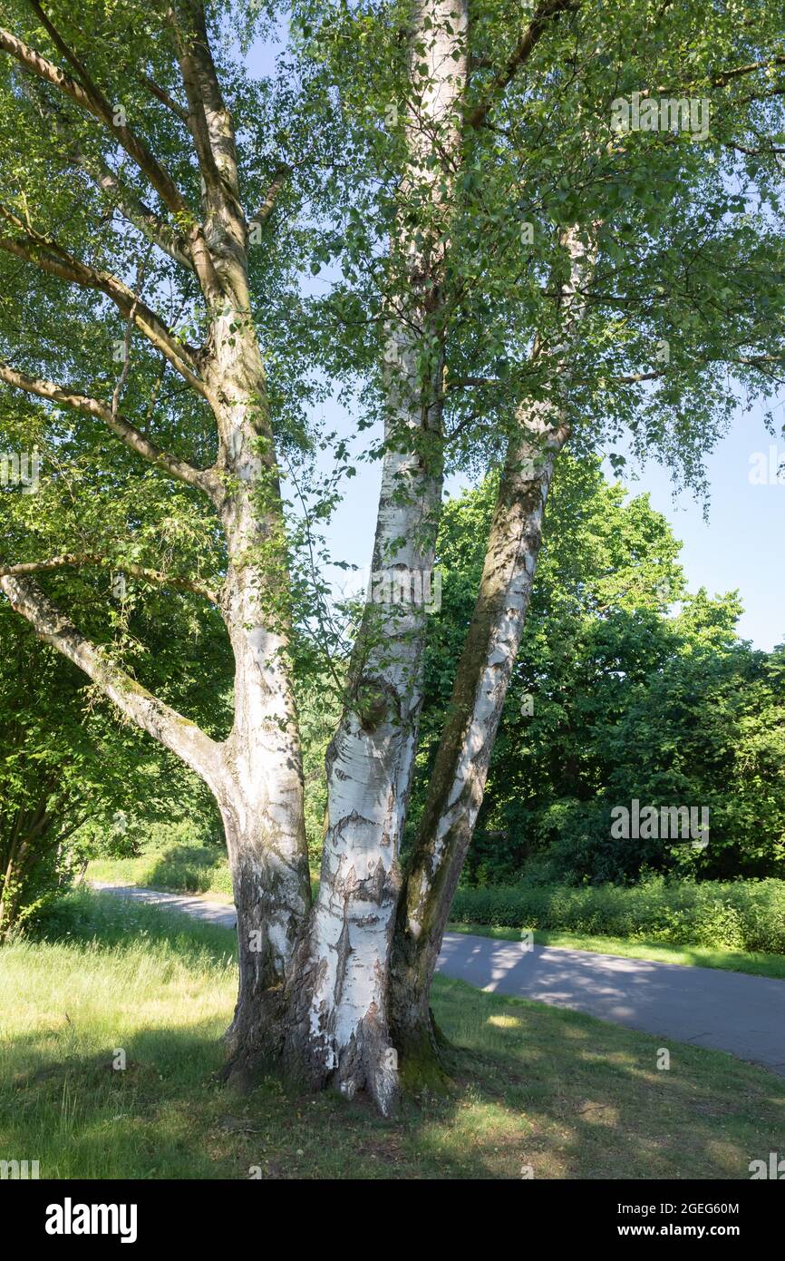 Old birch trees in a beautiful park in Dortmund Buschmühle, Germany ...