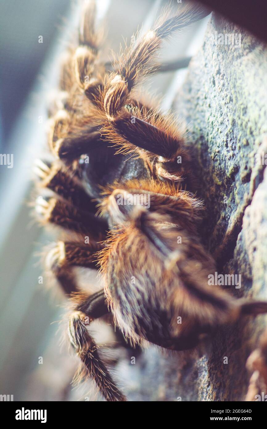 Macro view of a huge spider on the ground Stock Photo - Alamy