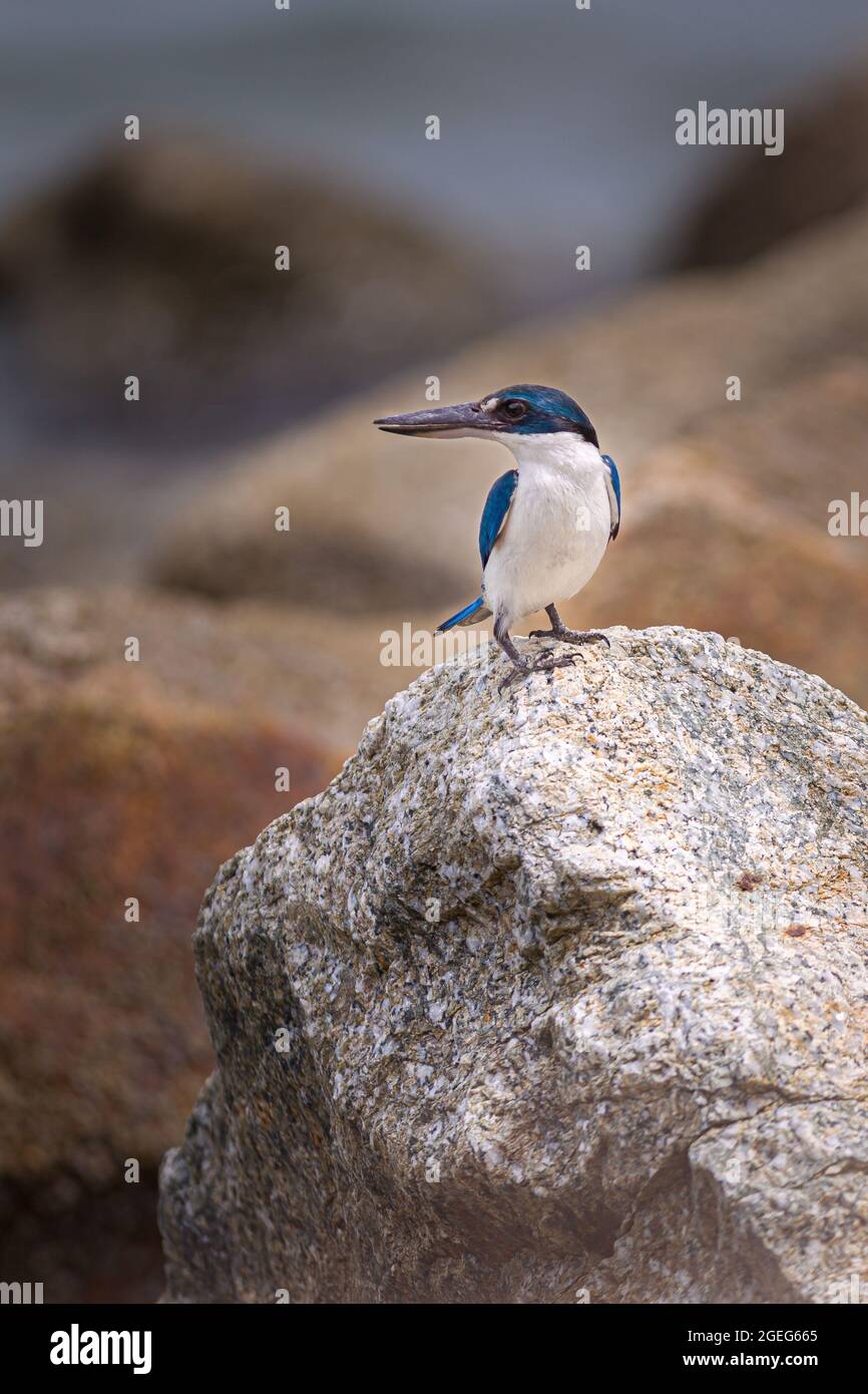 Coloful birds hi-res stock photography and images - Alamy