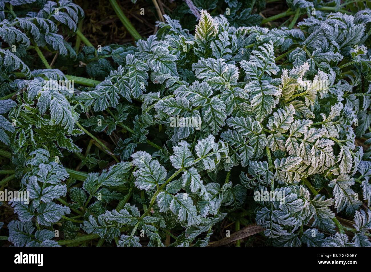 Closeup of a thick bush with snow and frost covering dark green plants ...