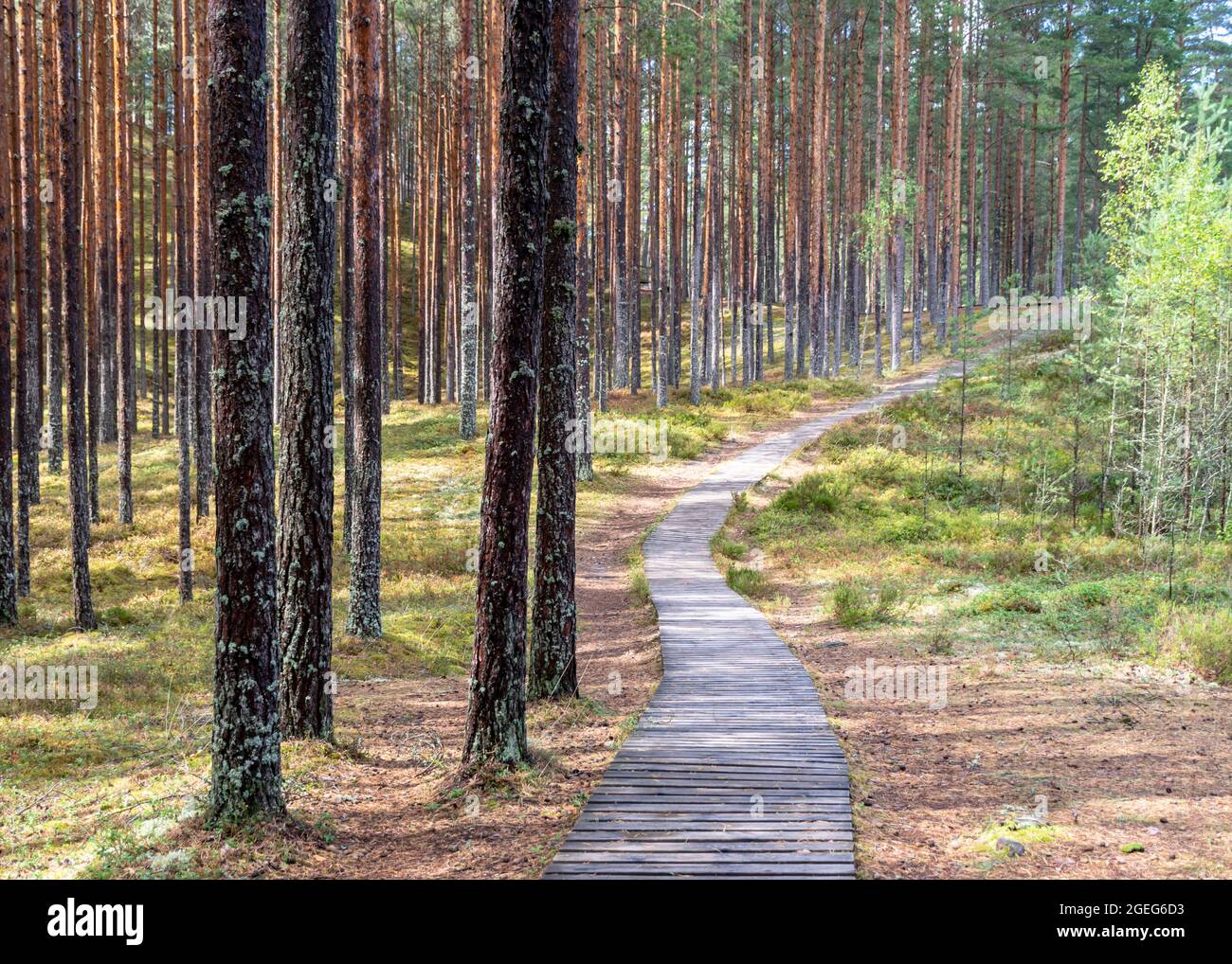 summer landscape from the bog, bog after rain, wet wooden footbridges ...