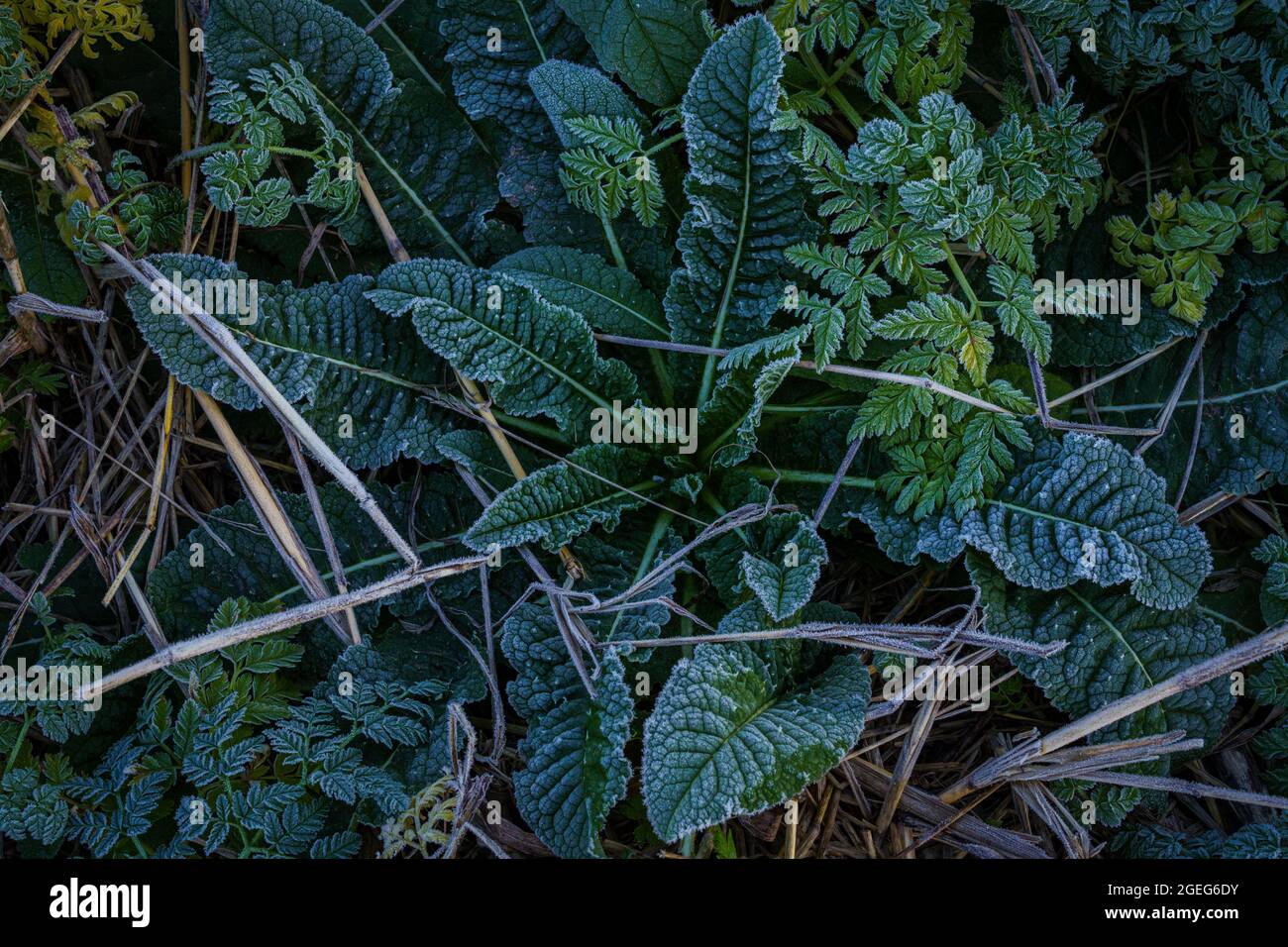 Closeup of dark leaves covered in frost under subzero temperature in a ...