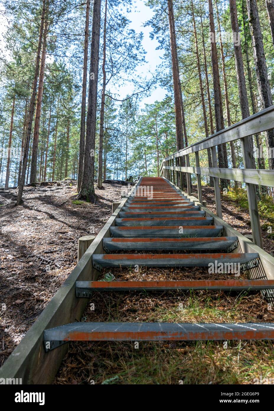 Pine forest stairs hi-res stock photography and images - Alamy