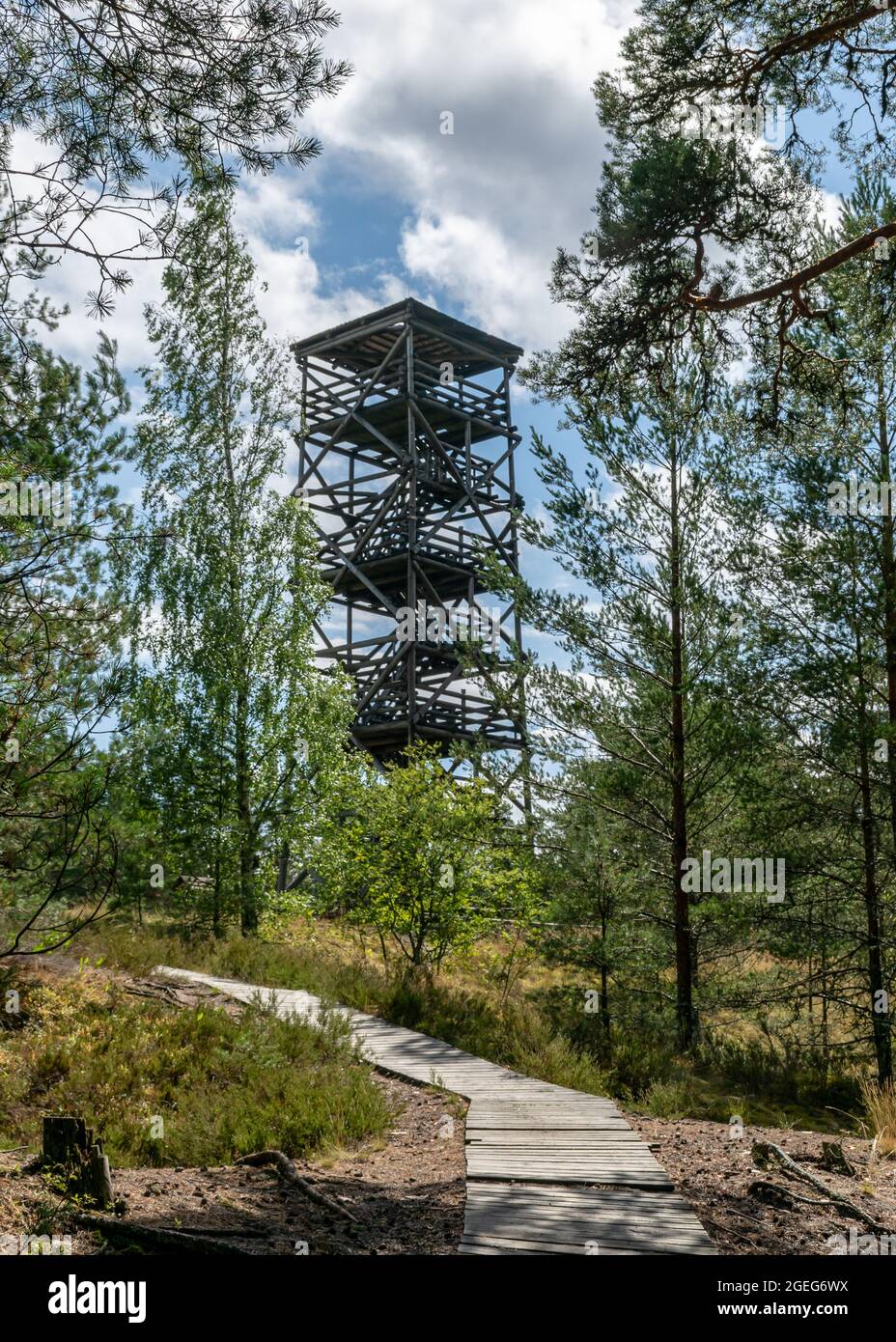 landscape of a wooden observation tower surrounded by pine trees in the ...