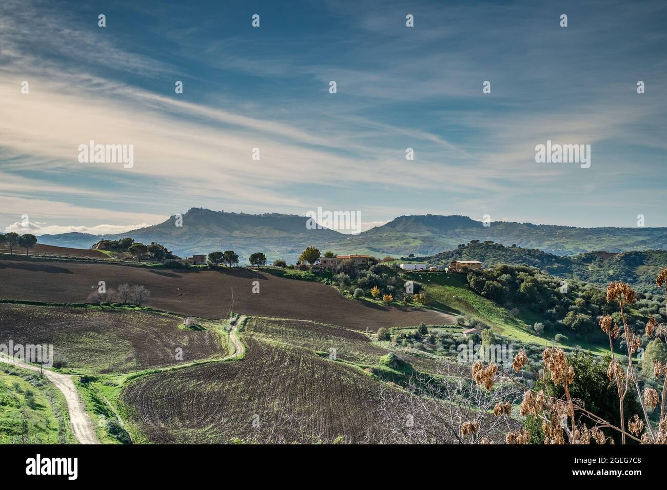 Sicily olive tree hi-res stock photography and images - Alamy