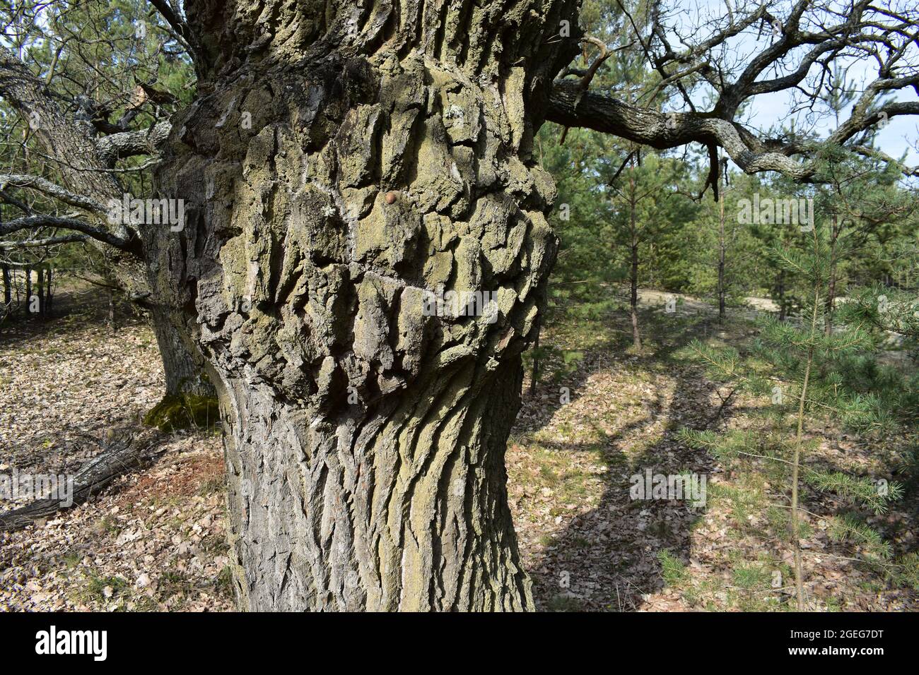 Closeup view of the log of the tree with branches and leaves in the ...
