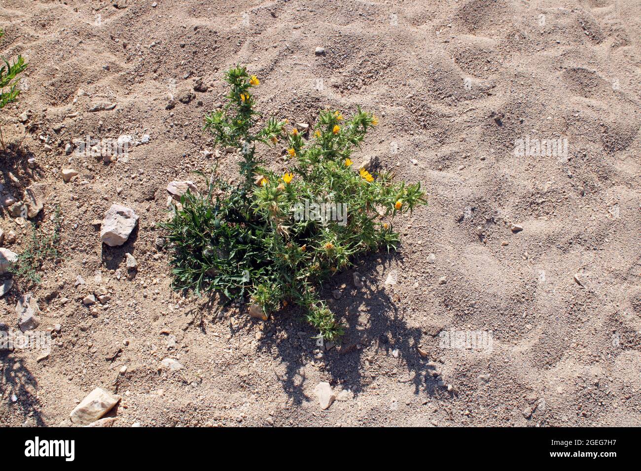 Baska, island Krk, phenomenal Zarok - sandy area, rare wild vegetation ...
