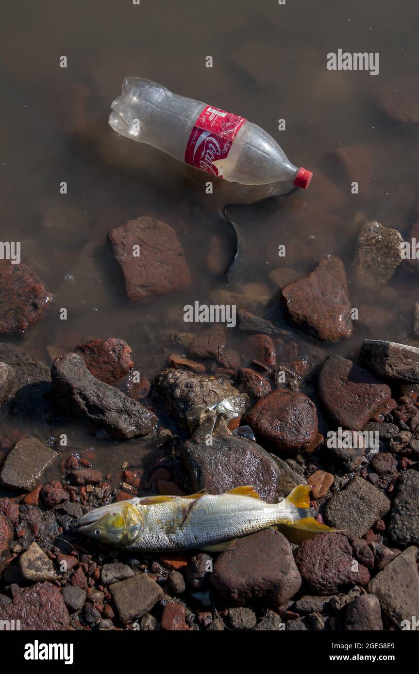 Thermal pollution fish hi-res stock photography and images - Alamy