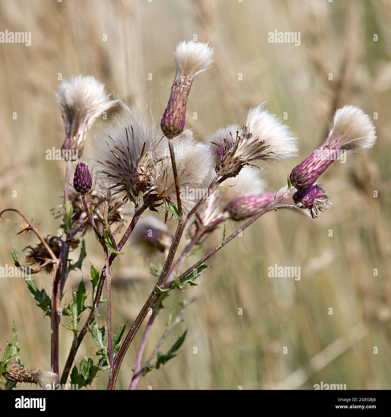 Successful seed dispersion hi-res stock photography and images - Alamy