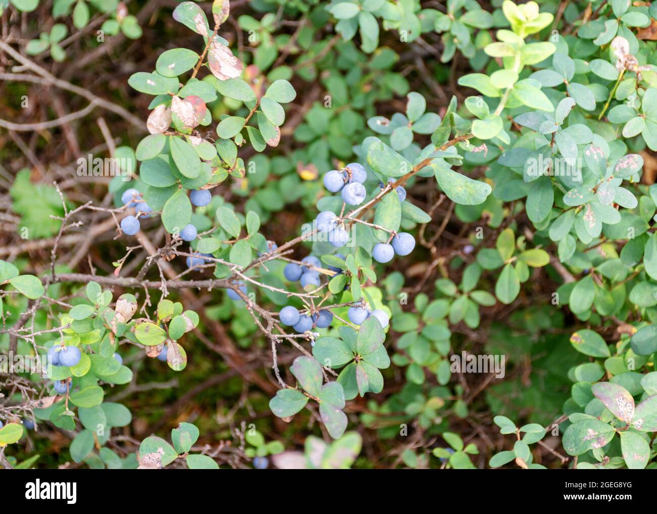 photo with blueberry bush, blue berries, bog vegetation, pine forest ...