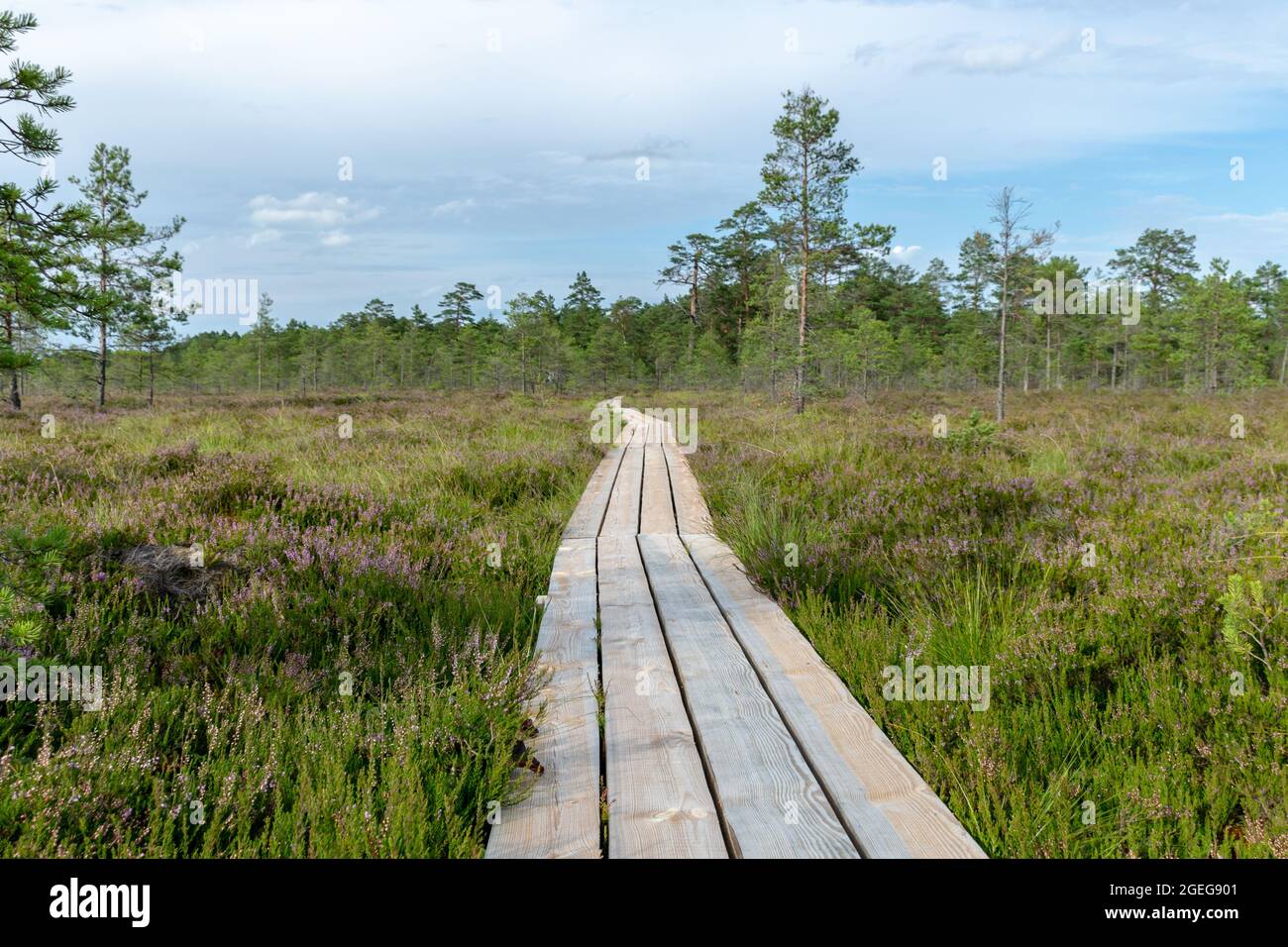 wooden footbridges for watching the bog and walks in the swamp ...