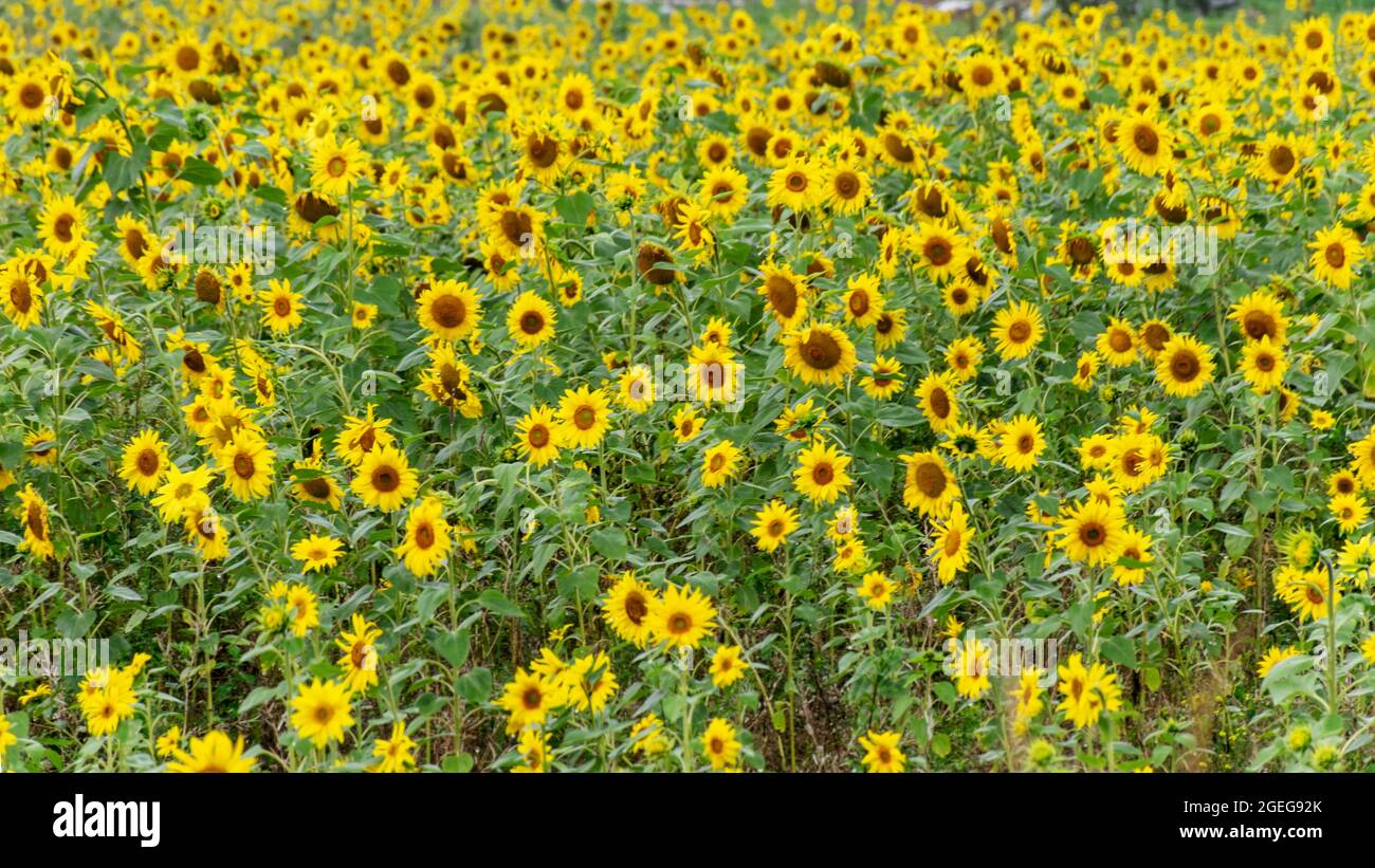 sunny summer landscape with yellow sunflowers, sunflower field soaked ...