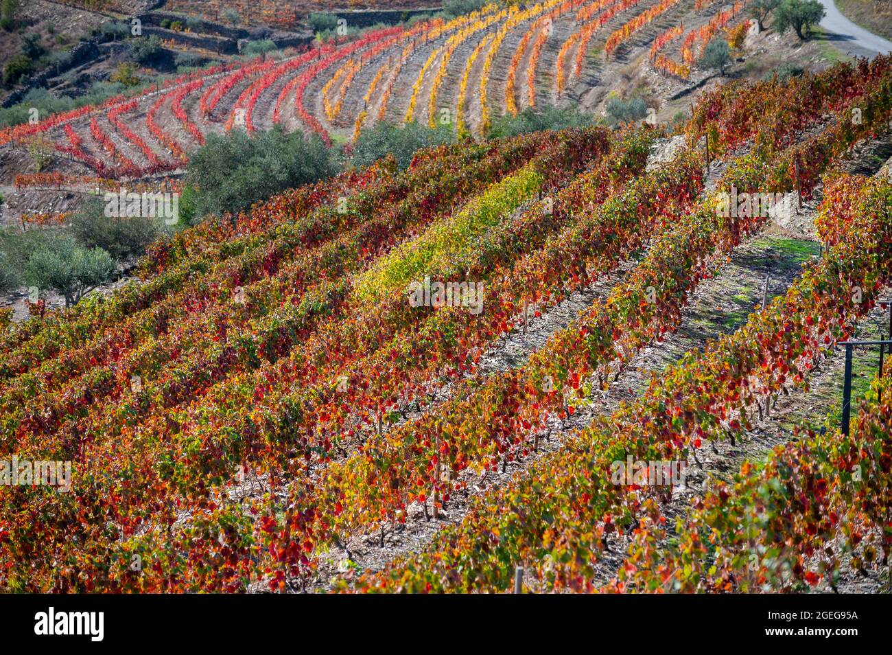 Colorful autumn landscape of oldest wine region in world Douro valley ...