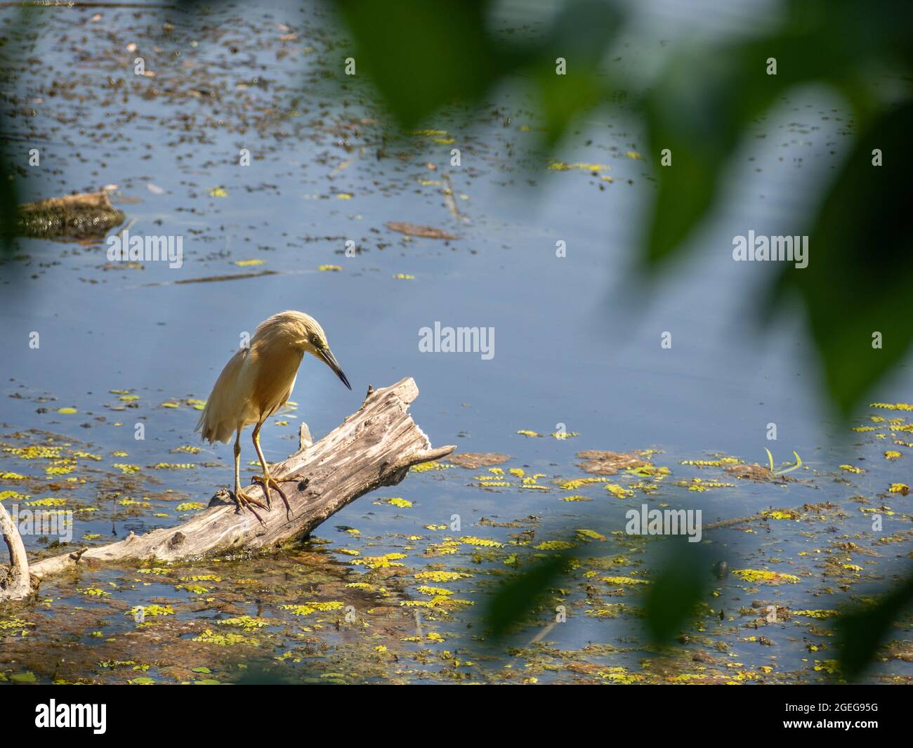 Bahrain national animal hi-res stock photography and images - Alamy