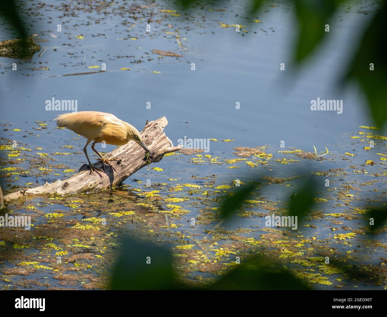 Bahrain national animal hi-res stock photography and images - Alamy