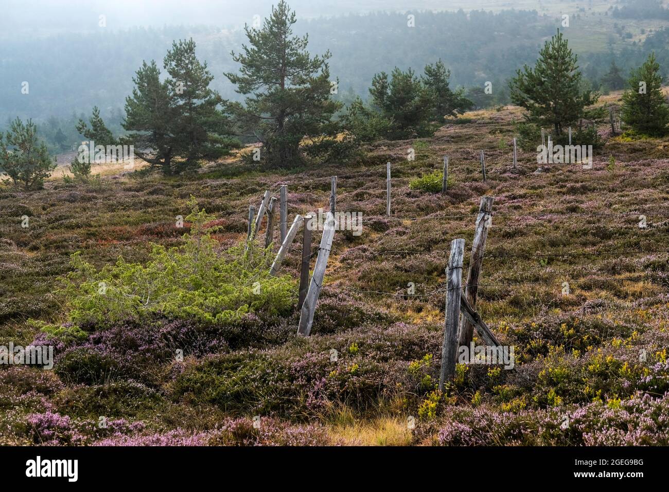 Long distance footpath Chemin de Stevenson, Robert Louis Stevenson ...