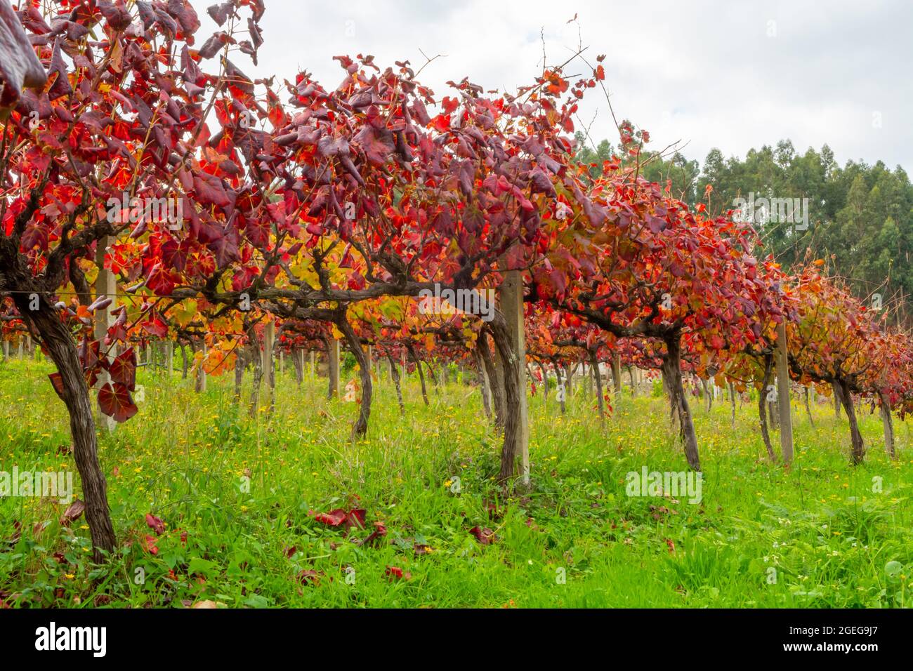 Oldest wine region in world Douro valley in Portugal, different ...