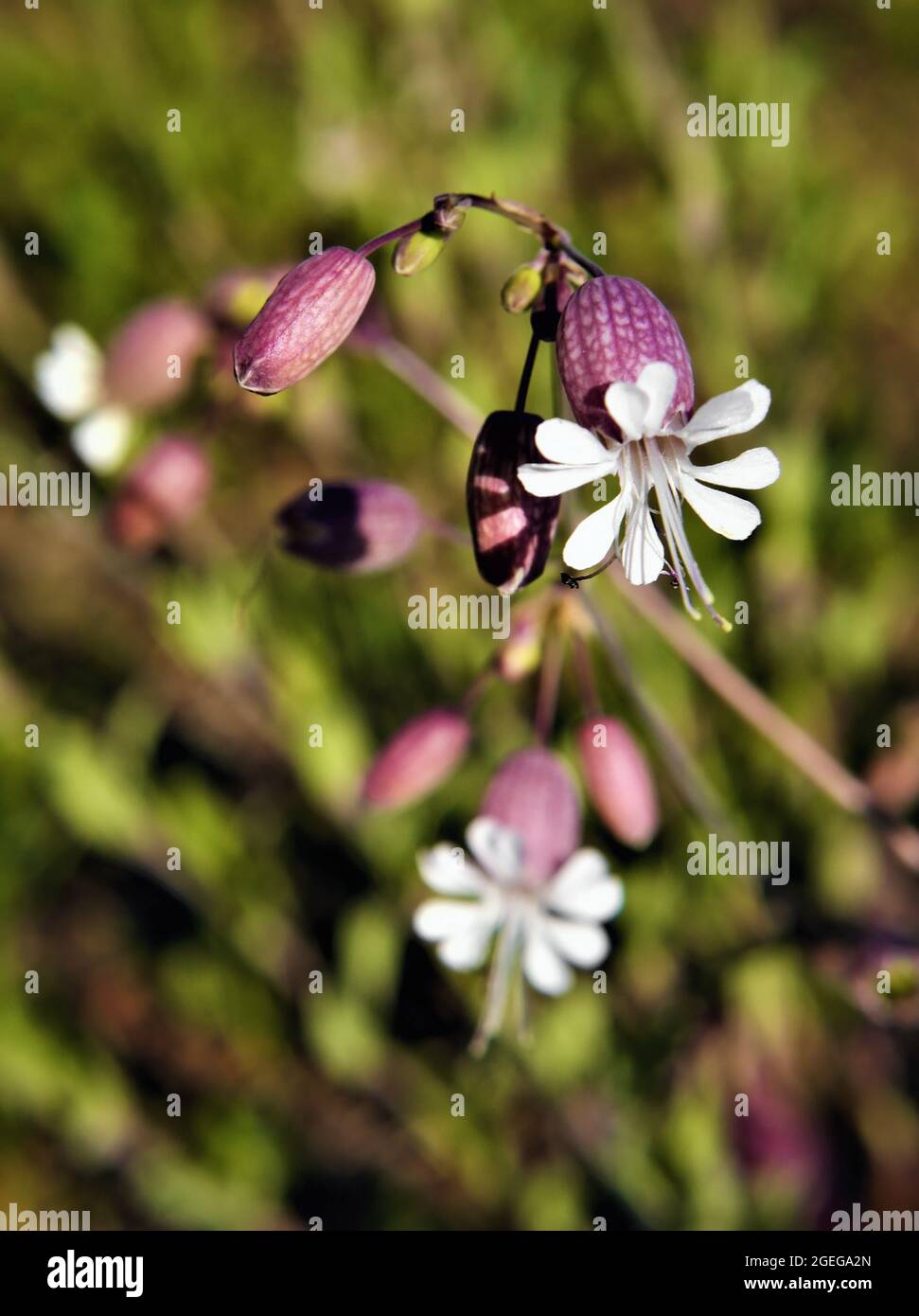 Close-up of a wild white bladder campion flower growing in a meadow ...