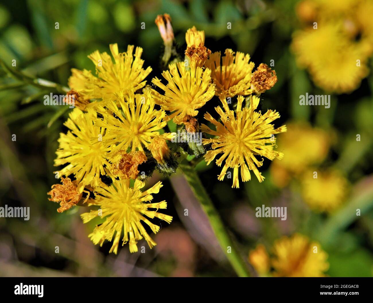 Close-up of the yellow flowers on a hawkweed plant growing in a field ...