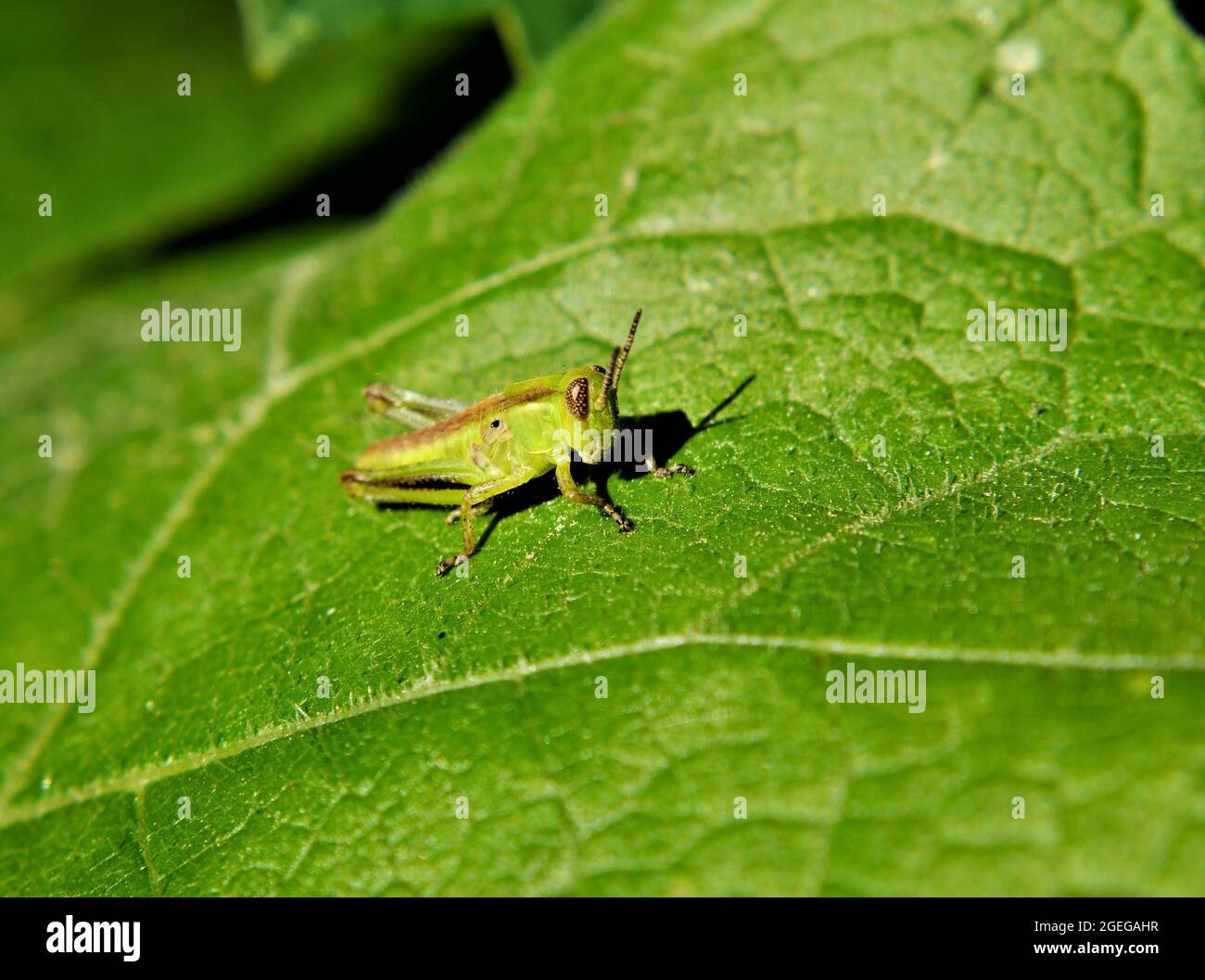 Flying grasshopper hi-res stock photography and images - Alamy