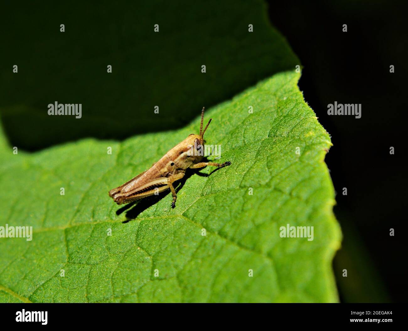 Grasshopper jumping hi-res stock photography and images - Alamy