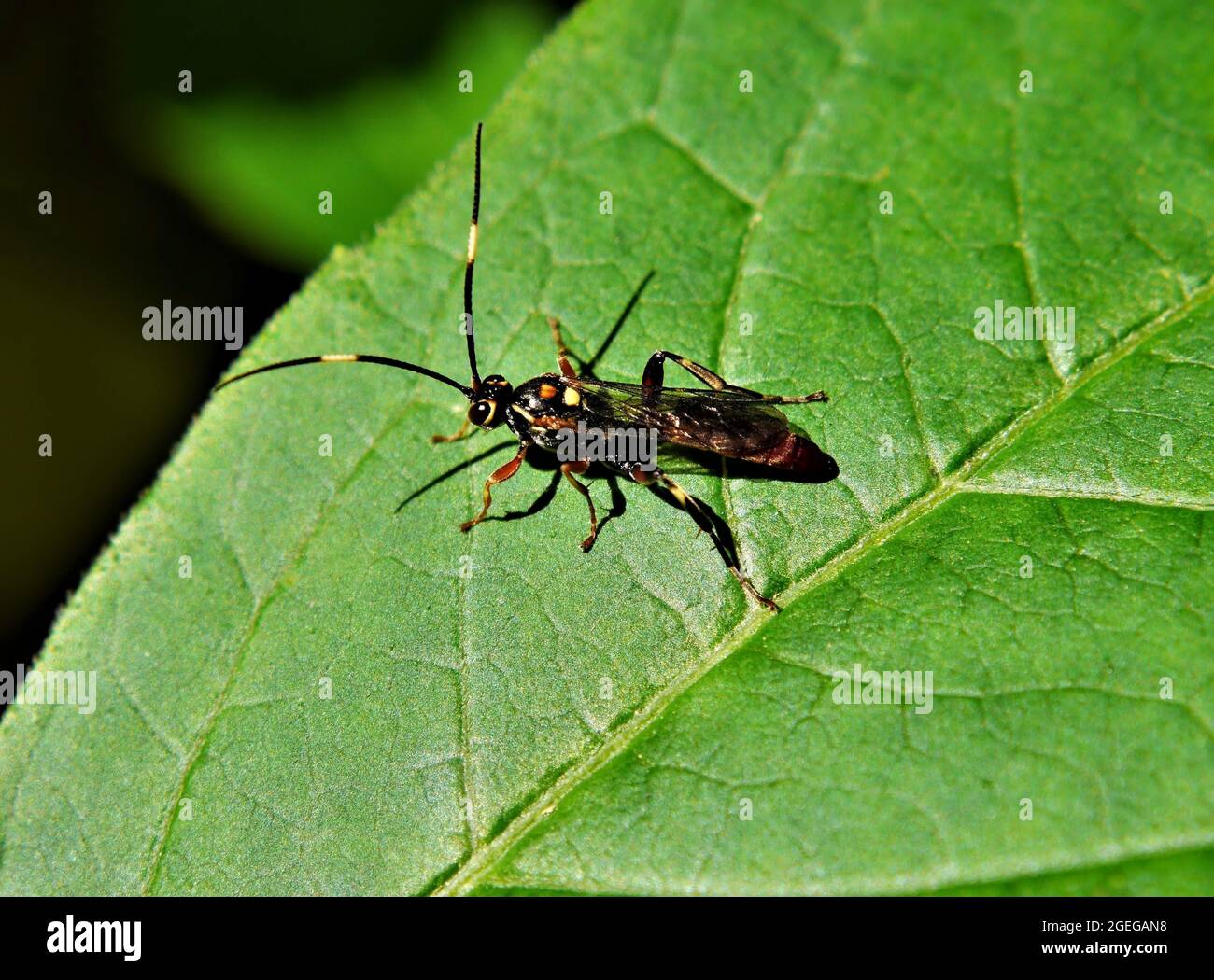 Flying wasp hi-res stock photography and images - Alamy