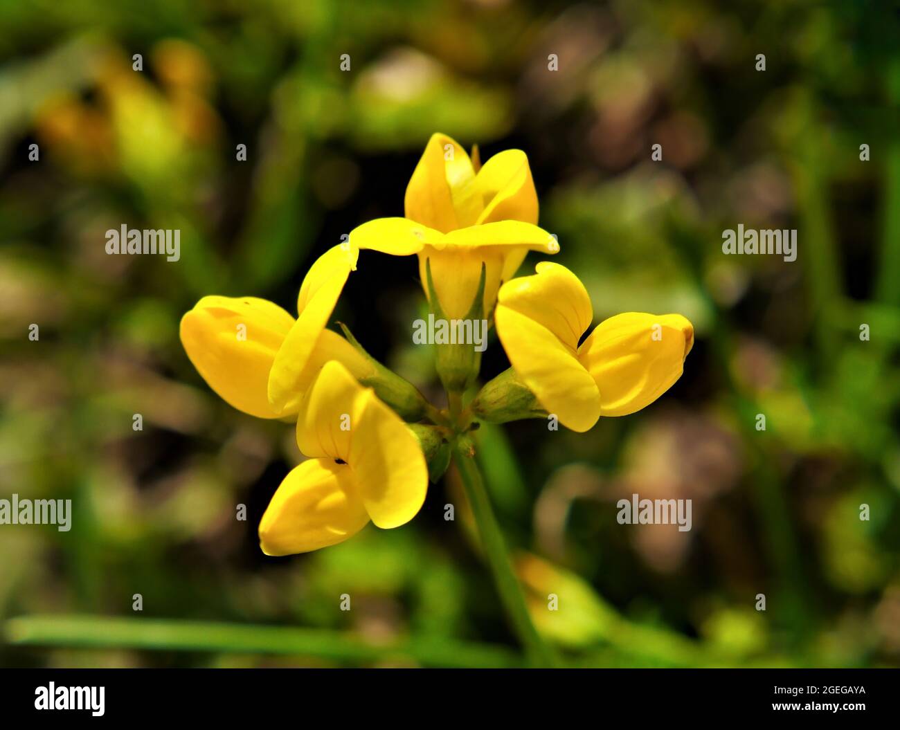 Bird's foot trefoil background hi-res stock photography and images - Alamy