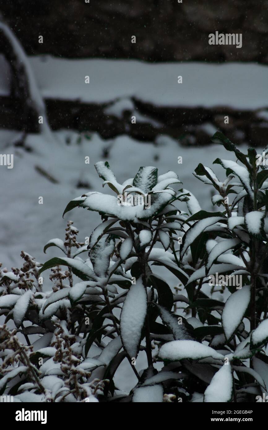 Leafs covered in snow during winter in Ulcinj Stock Photo - Alamy