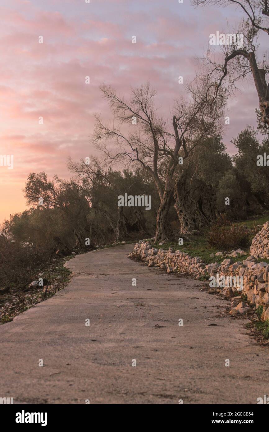 Old pathway with olive trees at sunset Stock Photo - Alamy