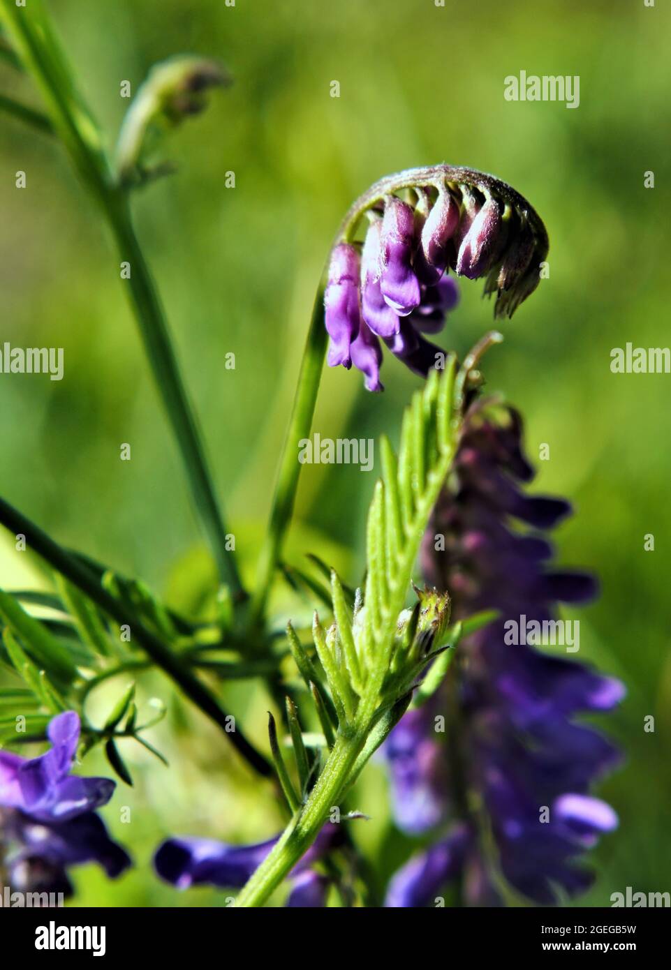 Close-up of the purple flowers on a cow vetch plant growing in a meadow ...