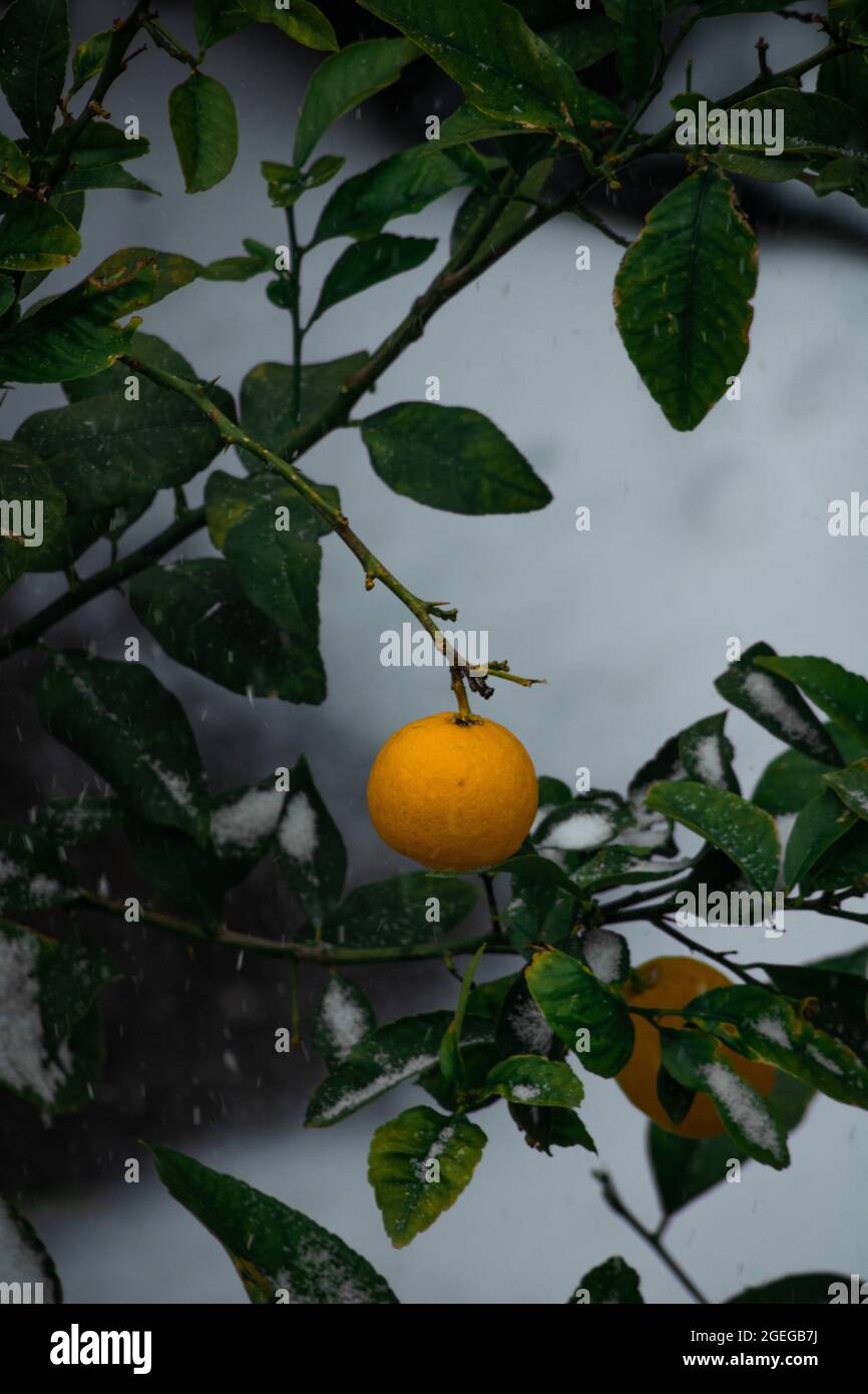 Orange tree with a single orange covered in snow in Ulcinj Stock Photo ...
