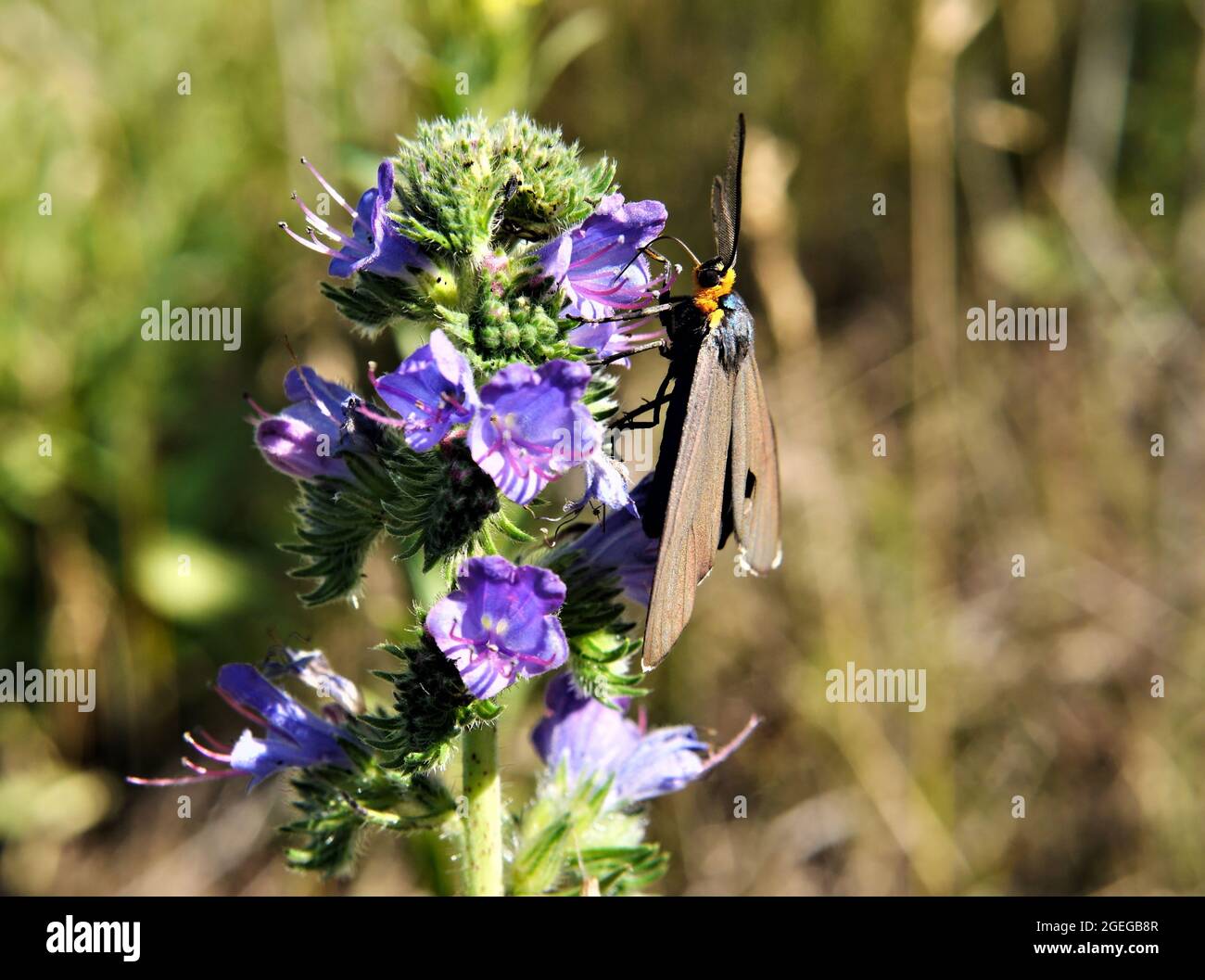 Close-up of a virgina ctenucha tiger moth collecting nectar from the ...