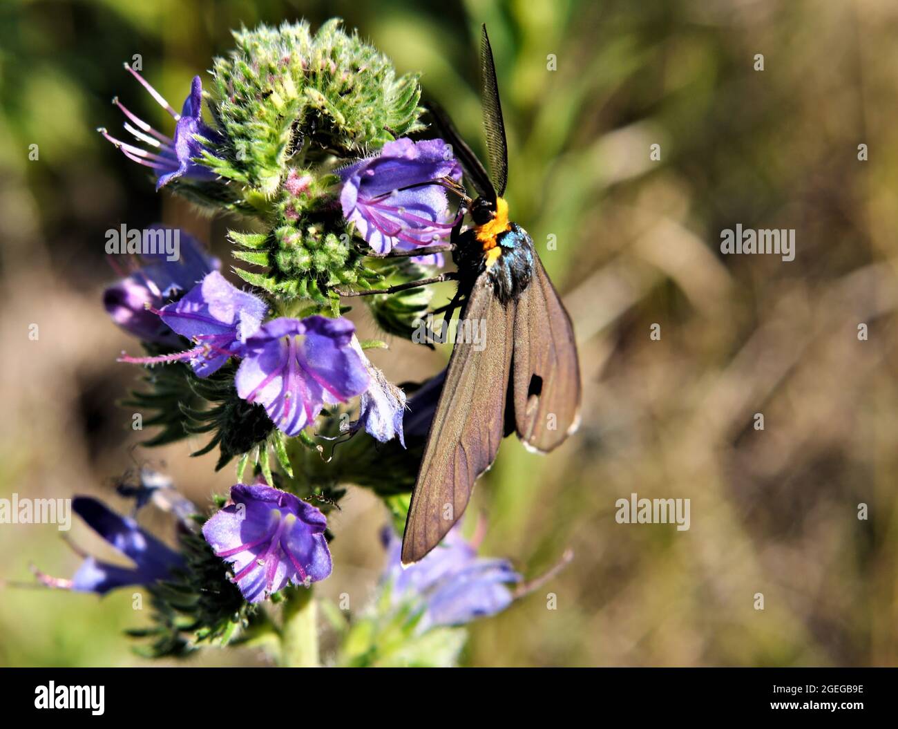 Moth pollination hi-res stock photography and images - Alamy