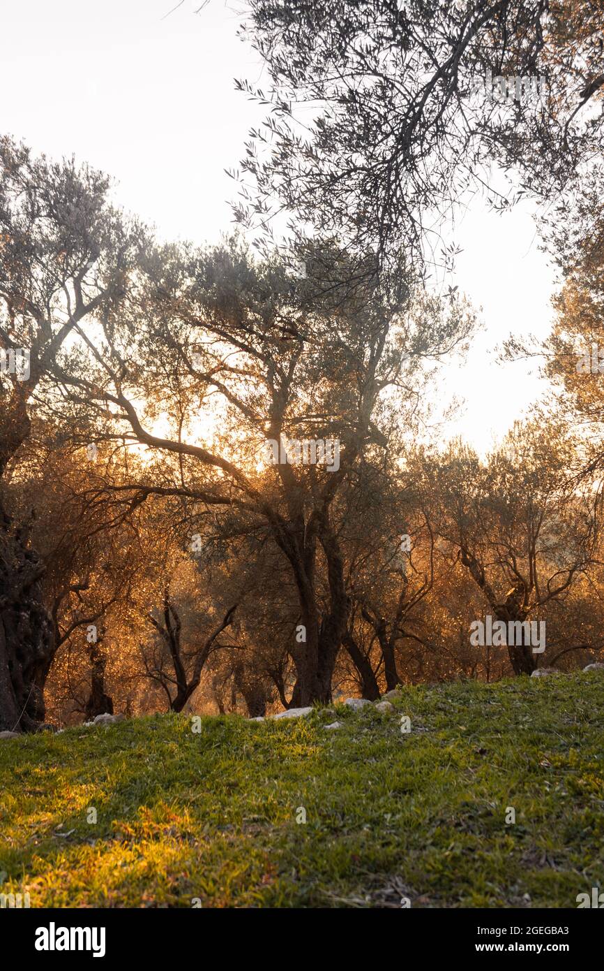 Olive tree at sunset with sun flare Stock Photo - Alamy