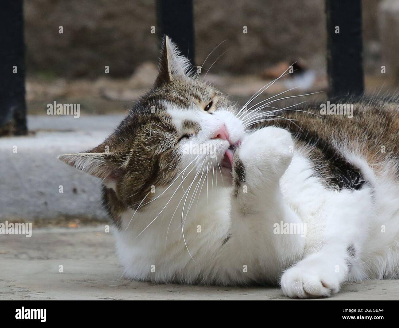 London, England, UK. 20th Aug, 2021. UK Prime Minister's office's cat ...