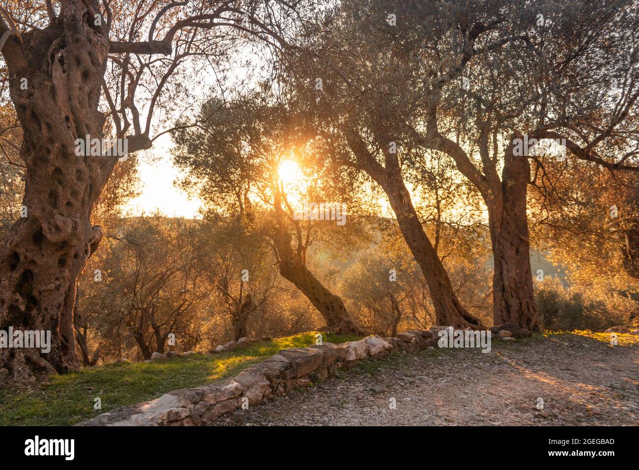 Olive tree at sunset with sun flare Stock Photo - Alamy