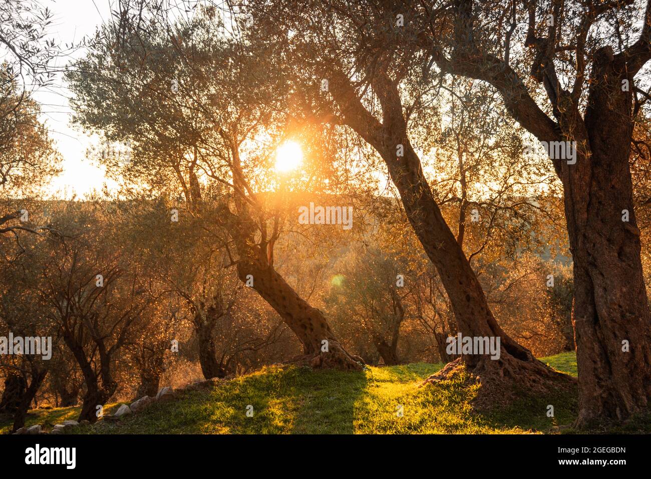 Olive tree at sunset with sun flare Stock Photo - Alamy