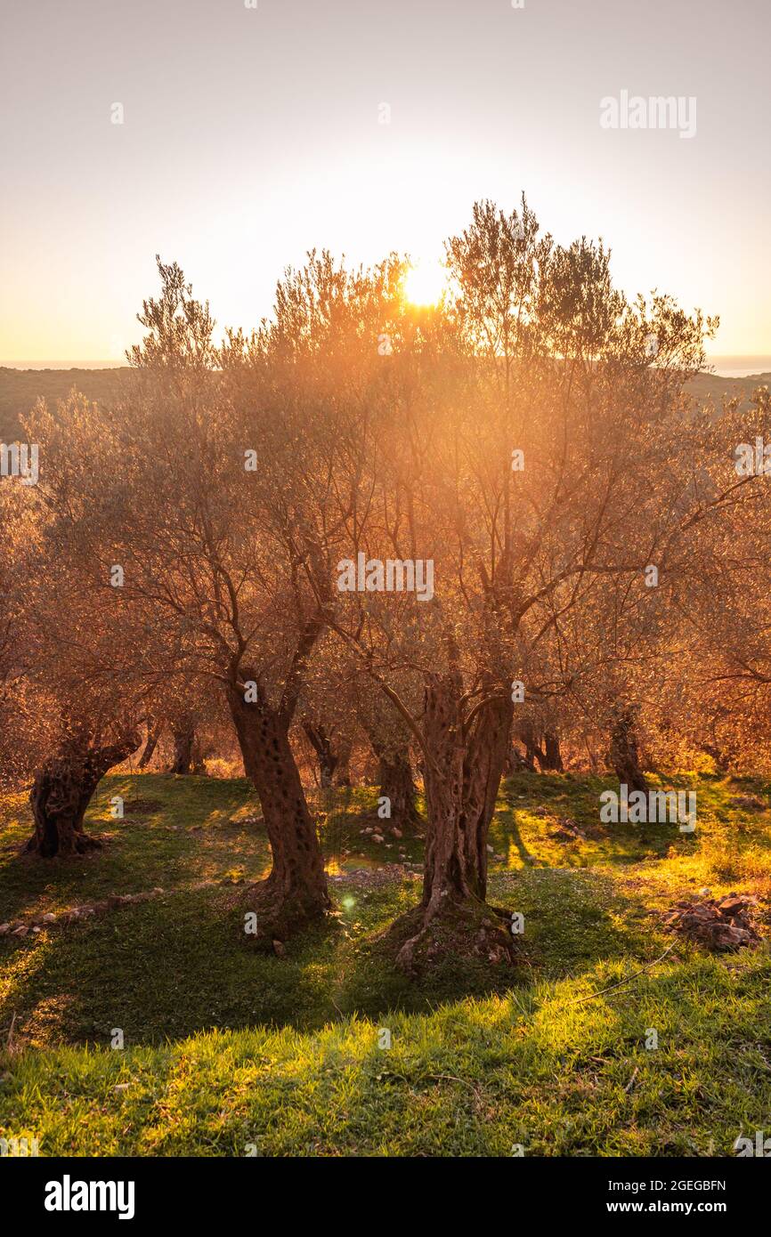 Olive tree at sunset with sun flare Stock Photo - Alamy