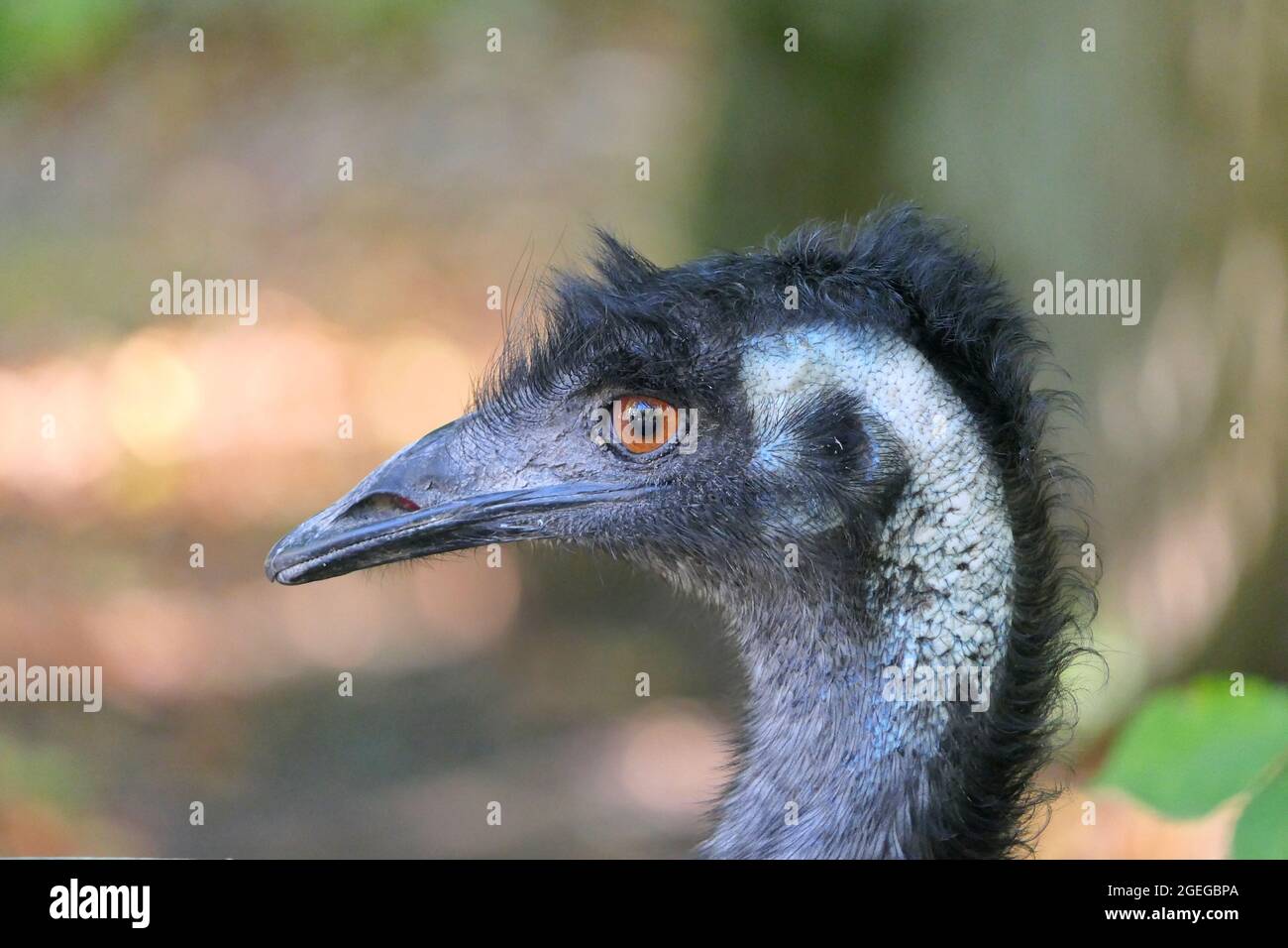 Close up shot of an Emu head Stock Photo - Alamy
