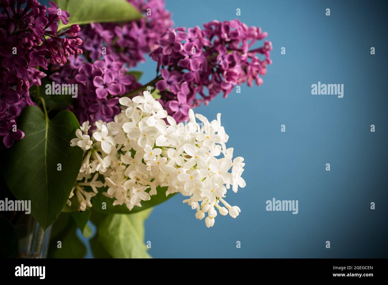 bouquet of different blooming spring lilacs isolated on white ...