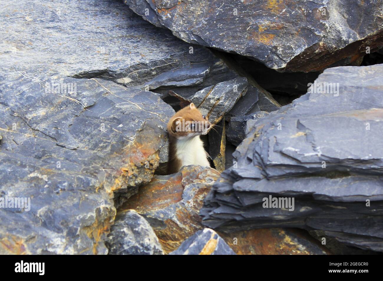 Bonaparte weasel hi-res stock photography and images - Alamy