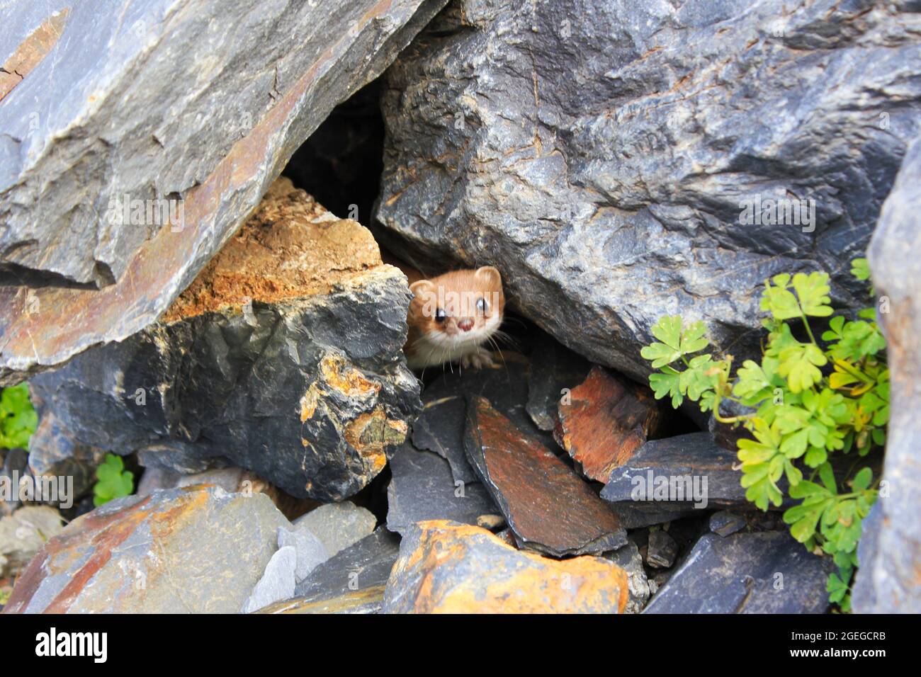 Bonaparte weasel hi-res stock photography and images - Alamy
