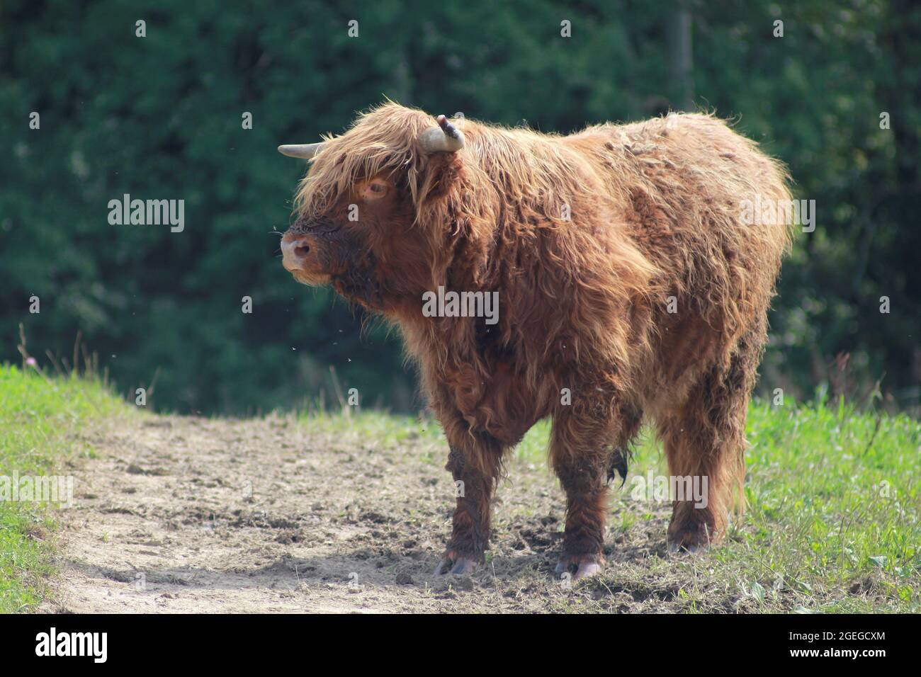 Closeup of a Highland cow standing in the field Stock Photo - Alamy