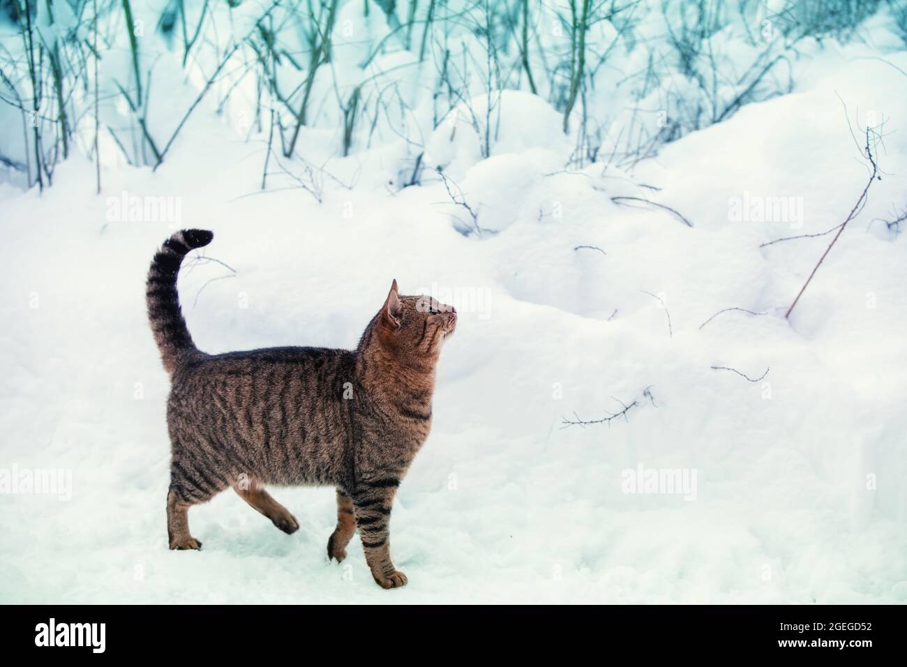 A stray cat walking in the snowy winter forest Stock Photo - Alamy