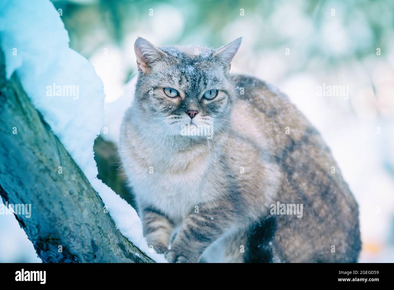 Siamese cat sitting on the snowy tree in winter Stock Photo - Alamy